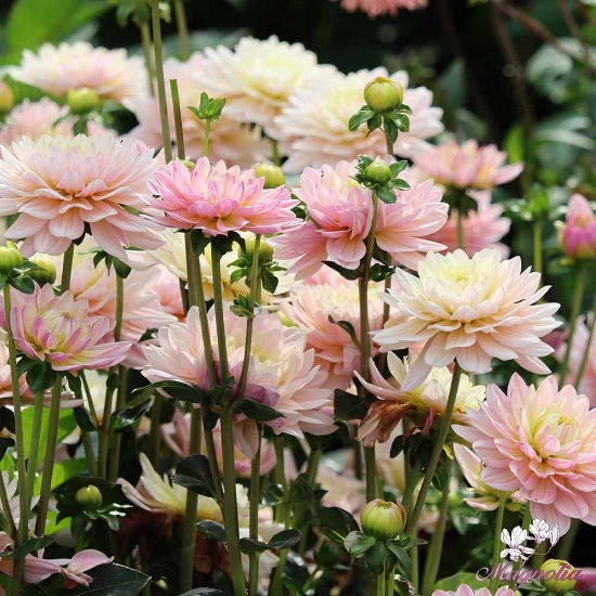 Pink Magic