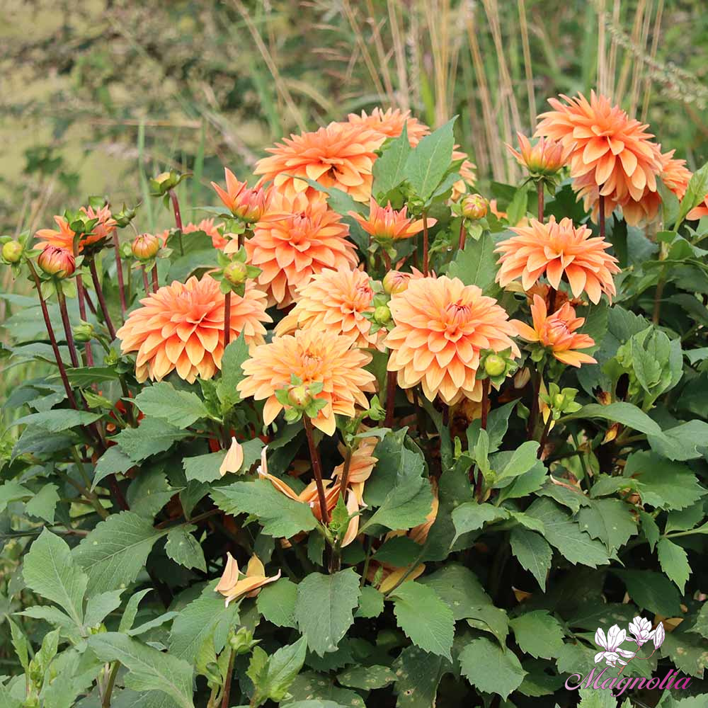 Summer Flame
