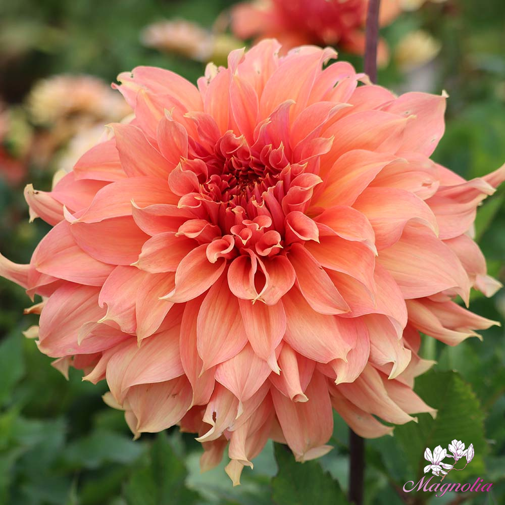 Dahlia Fairway Spur | Köp knölar