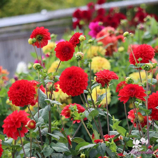 Red Symphony