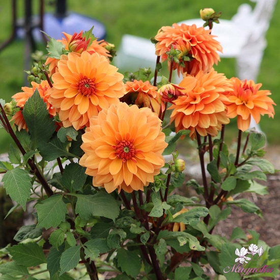 Summer Flame