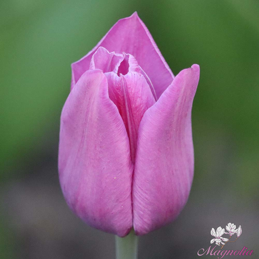 Violet Beauty (6st)