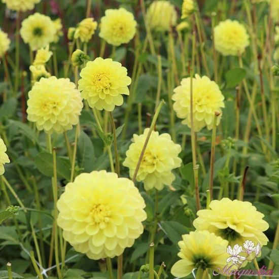 Yellow Heaven