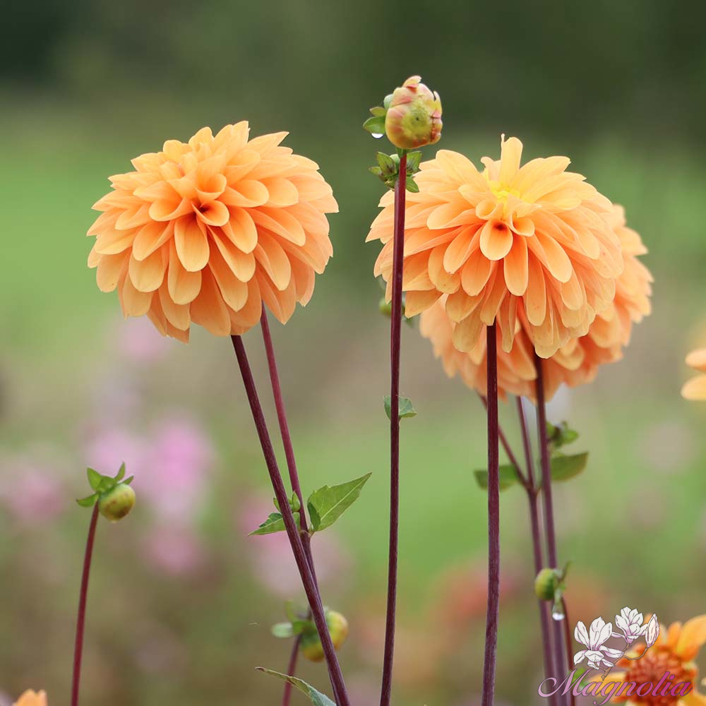 Bazuin Bright Orange