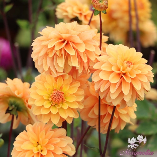 Bazuin Bright Orange