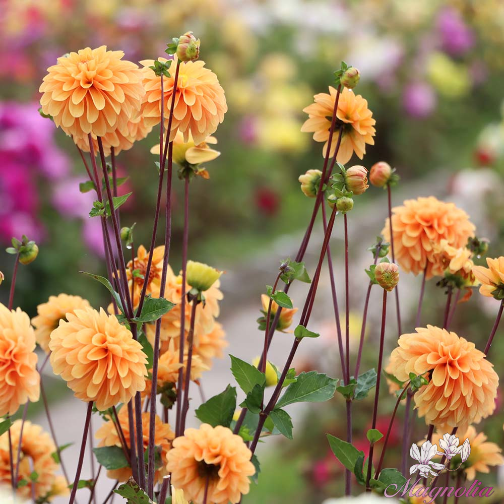 Bazuin Bright Orange