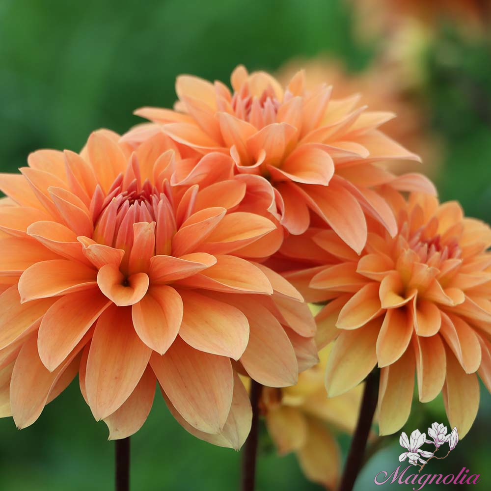 Summer Flame