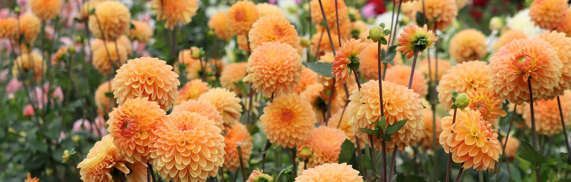 Magnolia Nossebro - The Dahlia Specialist!