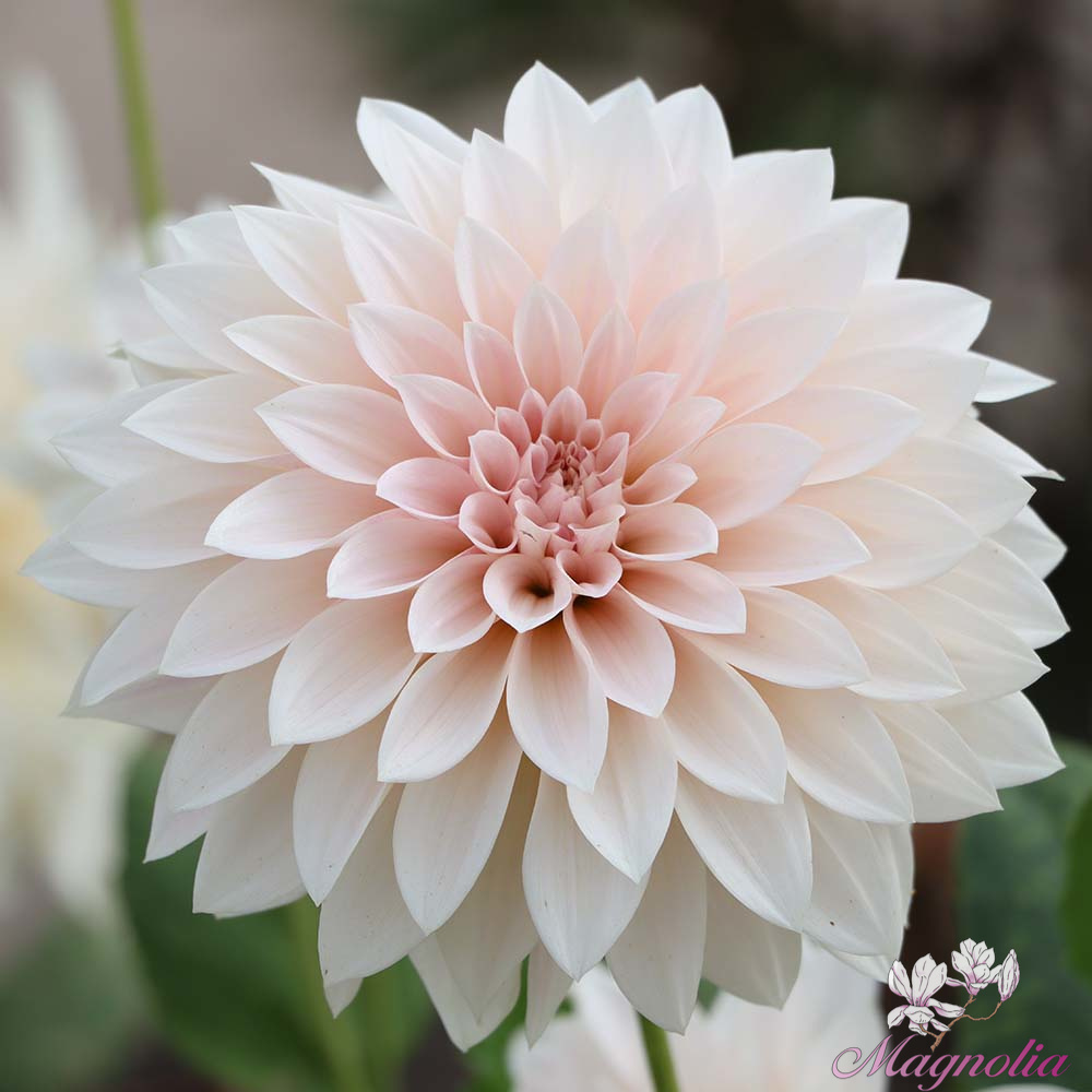 Dahlia Café au Lait | Köp knölar