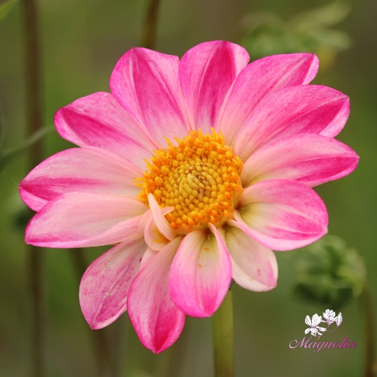 Pink Emperor