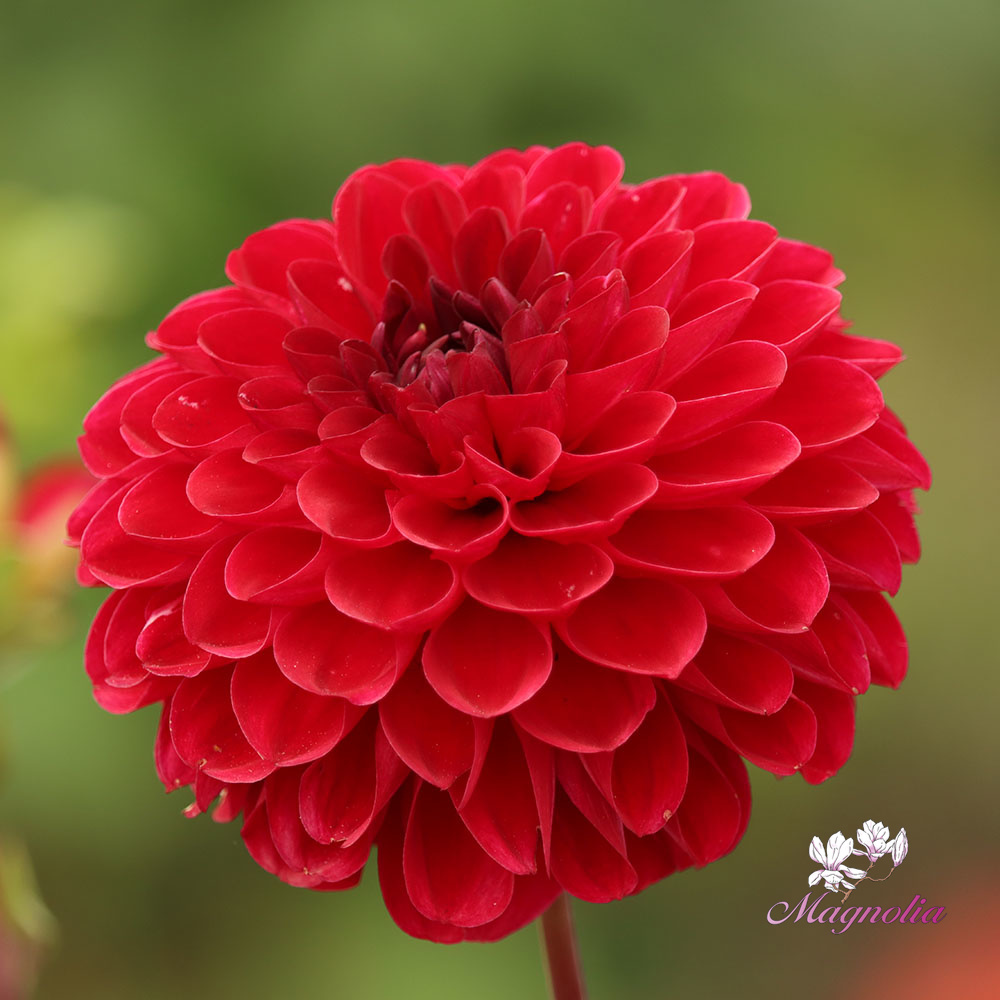 Red Jill