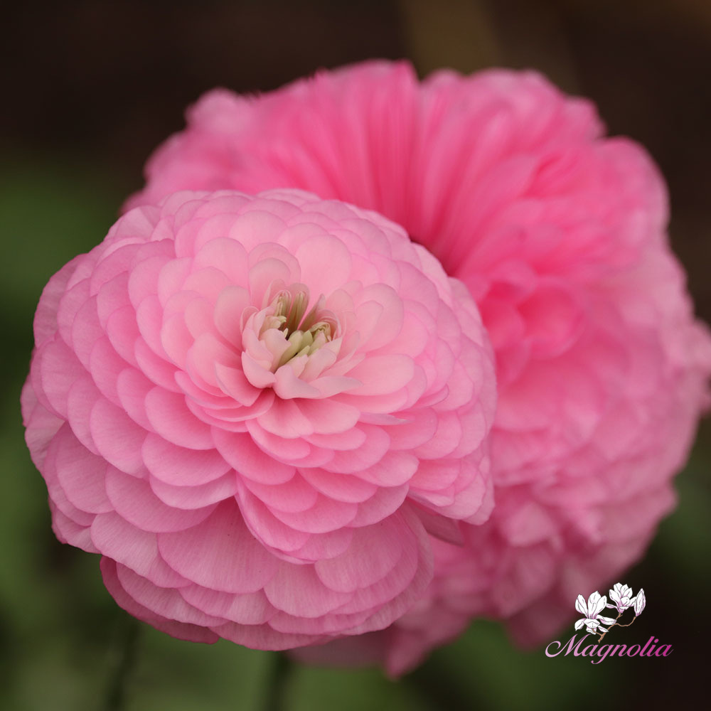 Elegance Rosa Chiaro