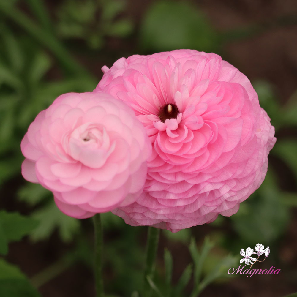 Elegance Rosa Chiaro