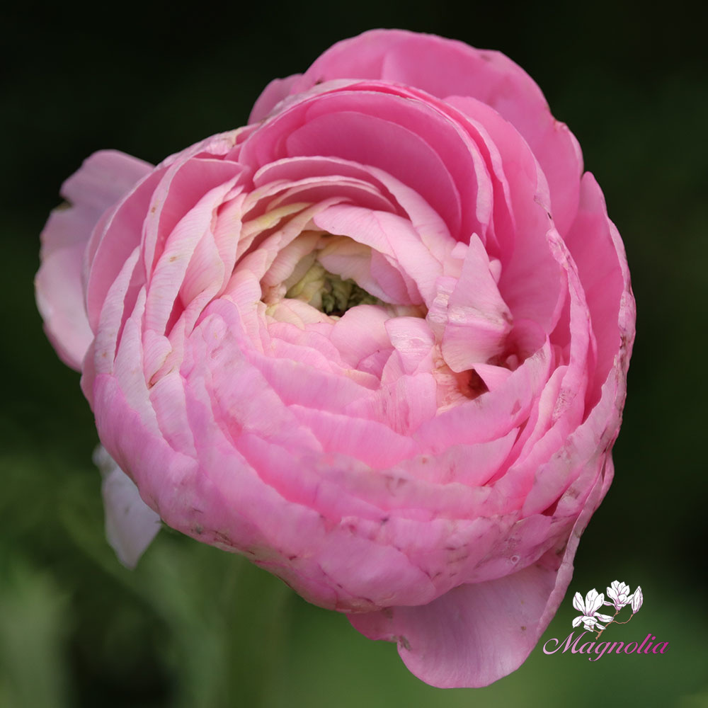 Elegance Rosa Chiaro