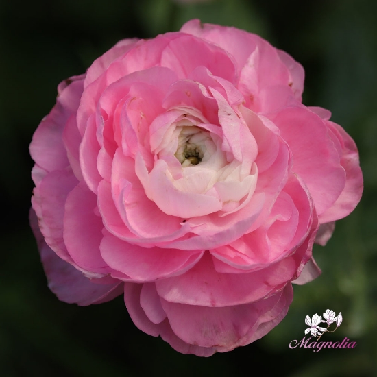 Elegance Rosa Chiaro