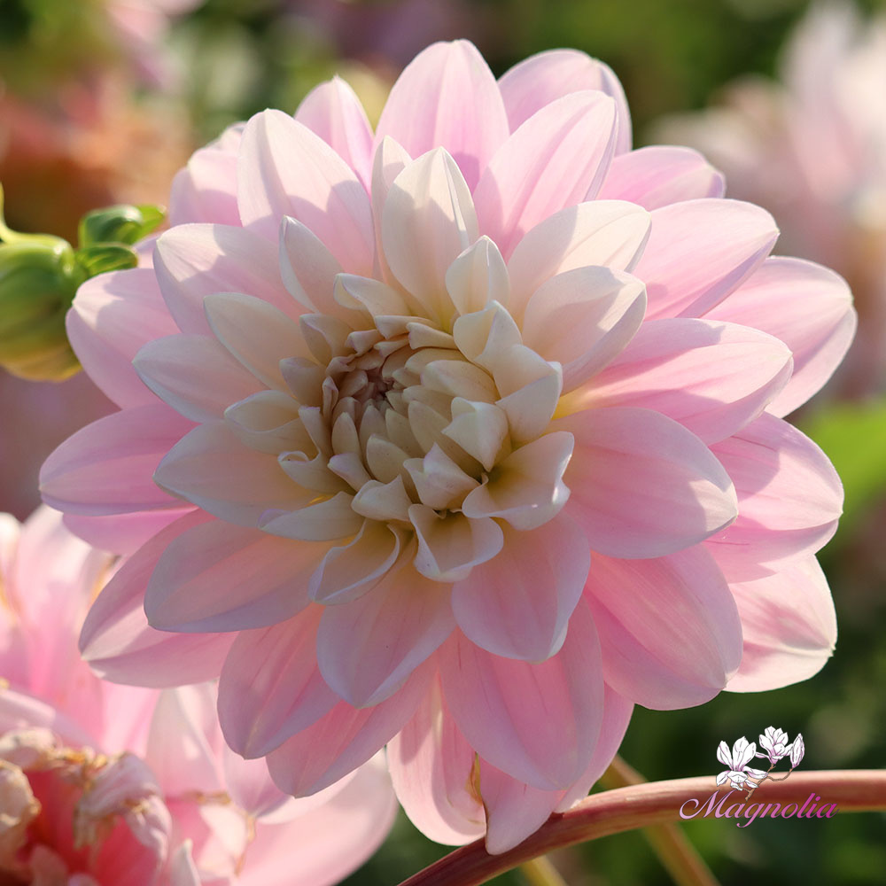 Bracken Ballerina (cutting)