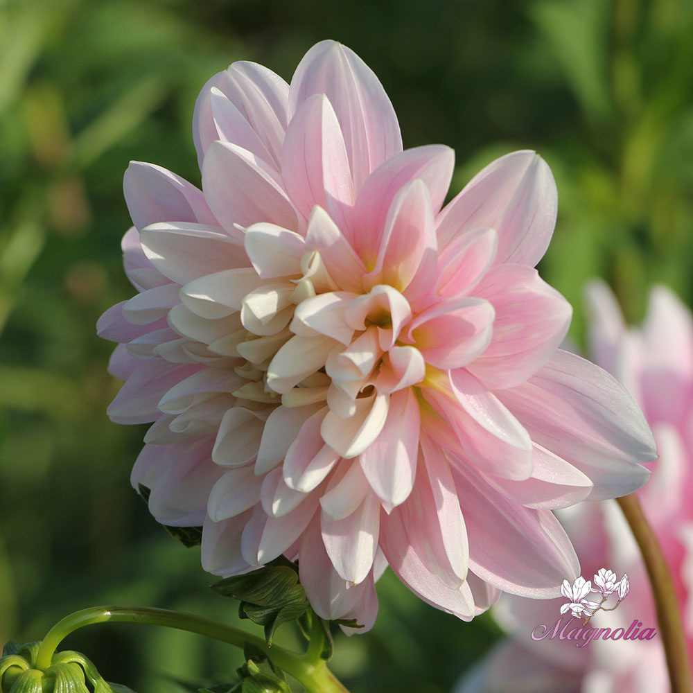 Bracken Ballerina (cutting)