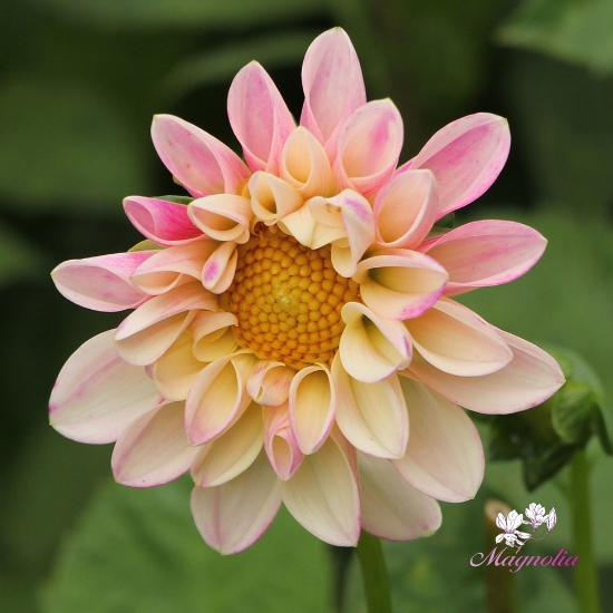 Pink Emperor
